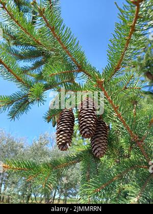 Perfect pine cones hanging from a pine tree branch surrounded by its ...