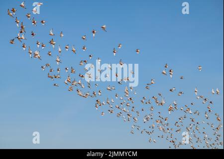 Flock of golden plovers Stock Photo - Alamy