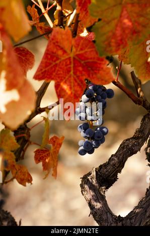 Blue grape cluster on vine closeup photo Stock Photo - Alamy