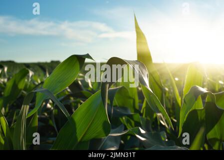 Green field of young maize stalks under blue sky in Ukraine Stock Photo ...