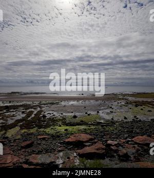 Kelp on the beach at Whiting Bay on the Isle of Arran, Scotland Stock ...