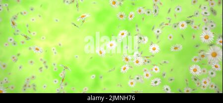 Flying white daisy flowers Stock Photo - Alamy