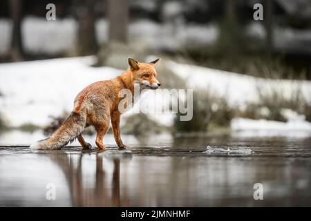 A red fox runs and looks for prey Stock Photo - Alamy