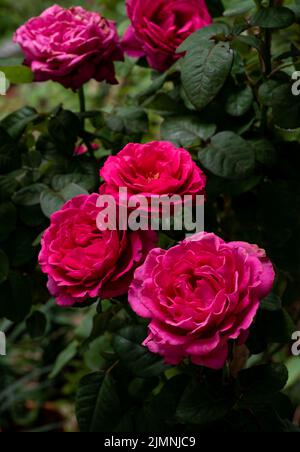Shape and colors of Princess Kishi roses that blooming Stock Photo - Alamy