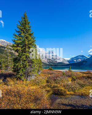 The glacial Bow Lake with green water Stock Photo - Alamy