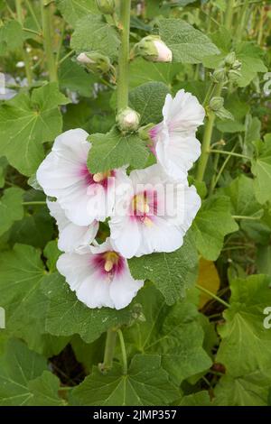 Alcea rosea colorful flowers Stock Photo - Alamy