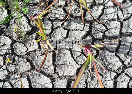 Green grass and weeds breaking through the dried and cracked soil Stock ...