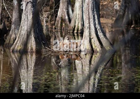 Three nutria (Myocastor coypus) resting on a bed of sticks in a swamp ...