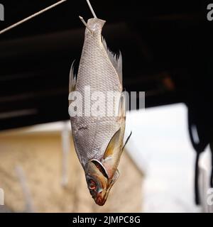 Dried salted freshwater bream hanging on a rope and drying Stock Photo ...