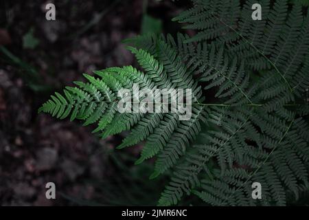 A symmetrical shot of lush green fern, cool for background Stock Photo ...