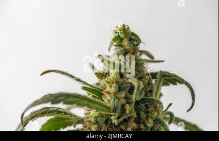 Ripened Matanuska tundra variety of marijuana flower with white ...