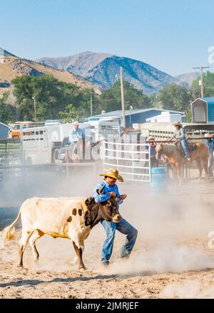 A rodeo cowboy chases the calf in the tie-down roping event in a rodeo ...