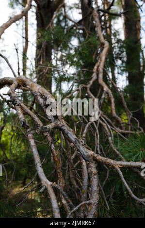Beautiful nature background. Dry crooked branches Stock Photo - Alamy
