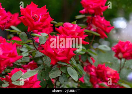 Beautiful blooming red rose bushes in a garden Stock Photo - Alamy