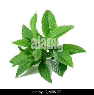 Sprig of peppermint with green leaves on a white isolated background ...