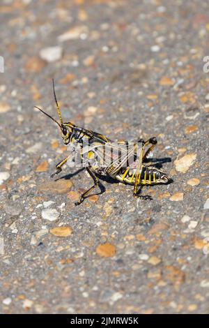 Adult Eastern lubber grasshopper (Romalea microptera) navigating a ...