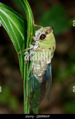 Superb green cicada (Neotibicen superbus) on leaves, Galveston, Texas ...