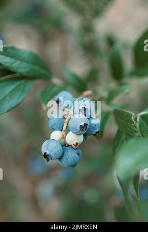 Fresh organic blueberrieson the bush against nature green background ...