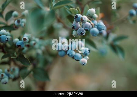 Fresh organic blueberrieson the bush against nature green background ...