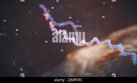 Molecule of mRNA, illustration Stock Photo - Alamy