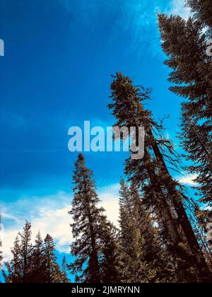 A beautiful shot of a Sequoia National Forest full of trees and ...