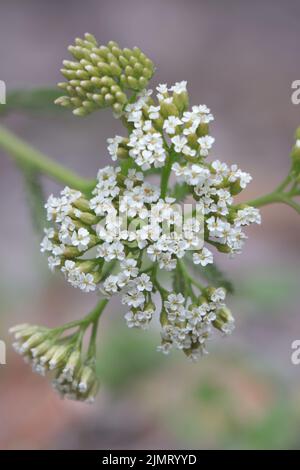 common yarrow (Achillea millefolium), Plantae, Wind Cave National Park ...