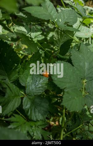 Rubus spectabilis, Salmonberry with fruit in spring Stock Photo - Alamy