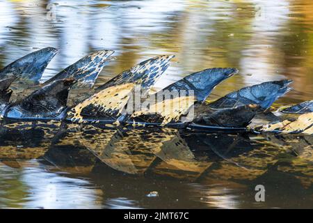 Scales details on the back of a Saltwater Crocodile (Crocodylus porosus ...