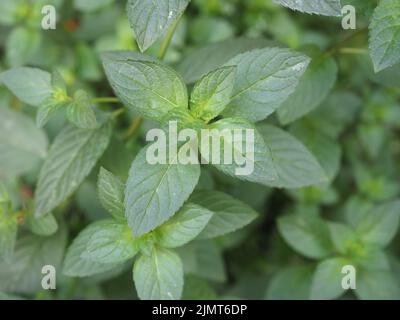 peppermint (scientific name Mentha x piperita) plant Stock Photo - Alamy