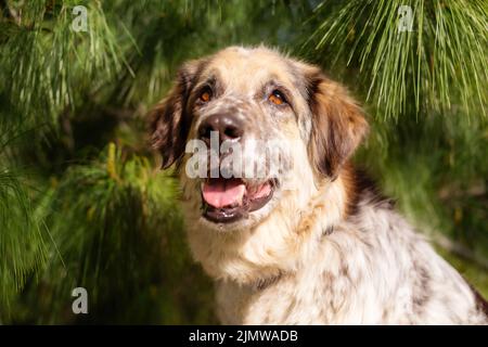 Big fluffy mixed breed dog portrait close-up, pine tree background ...