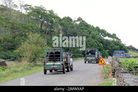 Toyota pickup truck with trailer moving cows on a rural road, Terceira ...