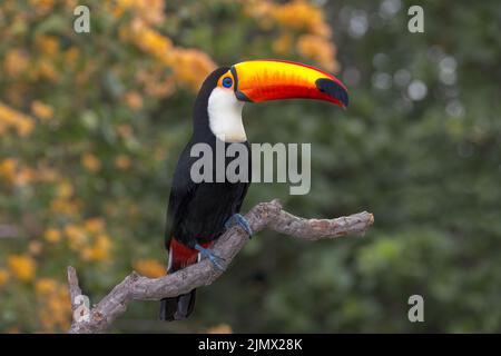 A Toco Toucan (Ramphastos toco), the largest of over 40 different ...