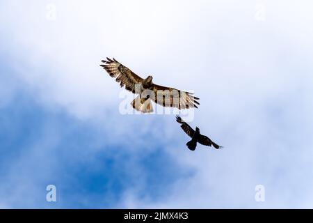 A Common Buzzard, Buteo buteo being attacked by a Carrion Crow over ...
