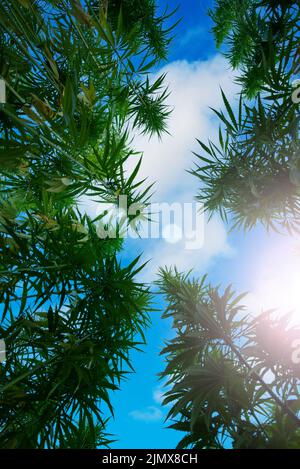 Green ripe hemp stalks on blue cloudy sky background low angle wide ...