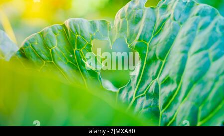 Whiteflies gnawed a heart-shaped hole in a white cabbage leaf. Insect ...