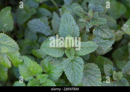 fresh melissa mint plant from the organic garden Stock Photo - Alamy