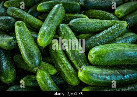 Pile of cucumbers. Cucumbers from the field Stock Photo - Alamy