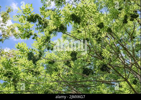 Black ash Tree, Fraxinus nigra, looking upwards from through foliage ...