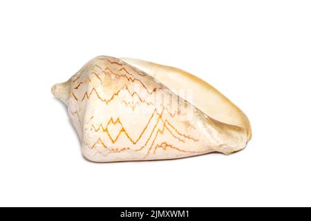 Image of cymbiola nobilis sea shell is a marine gastropod mollusk in ...