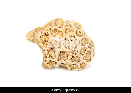 Image of coral cubes on a white background. Undersea Animals Stock ...
