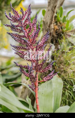 Dragon tree agave (Agave attenuata) in Camara de Lobos in Madeira Stock ...