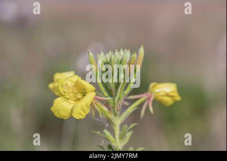 evening primrose family (Onagraceae Stock Photo - Alamy