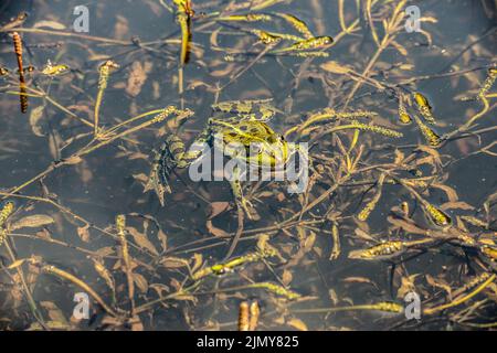 Frog in the biotop Stock Photo - Alamy
