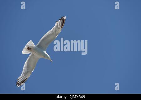Common Gull Larus canus gliding over the sea Dancing Ledge Isle of ...