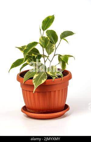 Beautiful lush houseplant Ficus benjamina, commonly known as weeping ...
