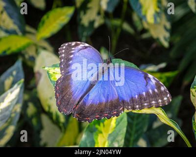 An adult Blue Morpho resting Stock Photo - Alamy