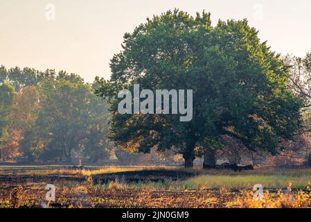 Meadow black charred Forest fire Remains natural disaster Moldova Stock ...