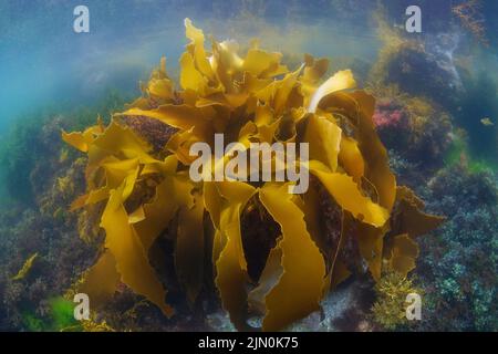 Algae in the ocean, golden kelp seaweed, Laminaria ochroleuca ...