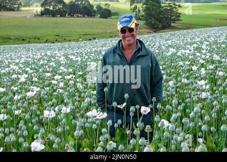 Opium poppy farmer Craigie Elphinstone, with his crop, near Sassafras ...