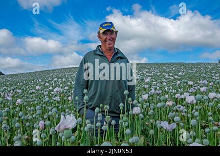 Opium poppy farmer Craigie Elphinstone, with his crop, near Sassafras ...